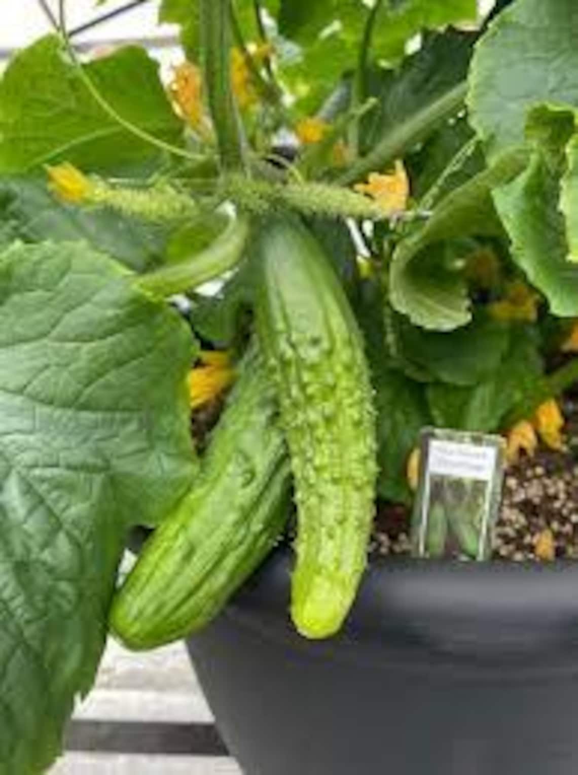 Patio Snacker Cucumber Seeds – Compact Container Variety 10 Seeds - Etsy