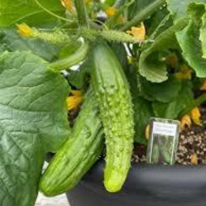 Patio Snacker Cucumber Seeds – Compact Container Variety 10 Seeds - Etsy