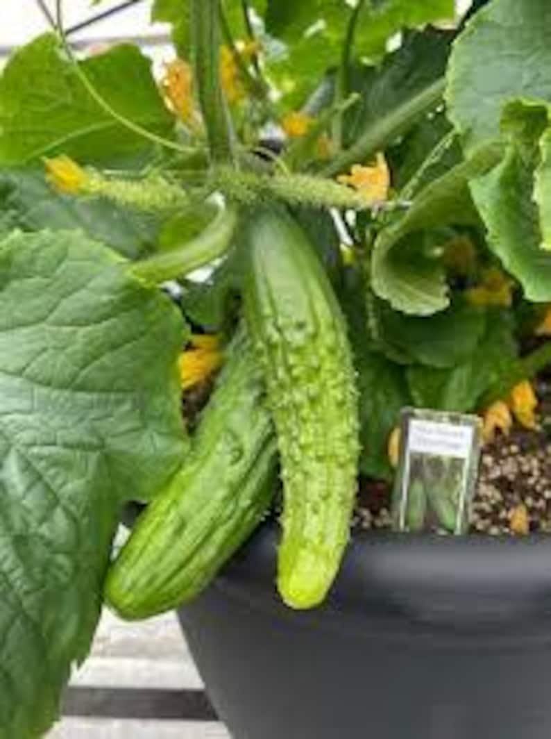 Patio Snacker Cucumber Seeds – Compact Container Variety 10 Seeds - Etsy