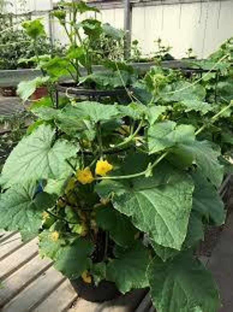 Patio Snacker Cucumber Seeds – Compact Container Variety 10 Seeds - Etsy