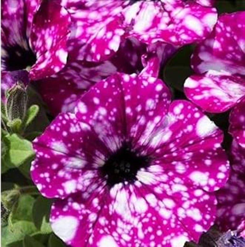 Pink, Purple. Lavender, Red Starry Night Hybrid Petunia Seeds 20 Seeds ...