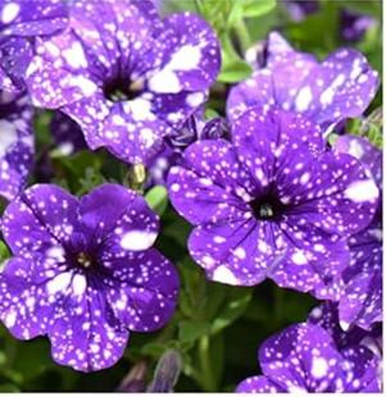 Dark Purple, Light Purples Starry Night Petunia Seeds - Etsy