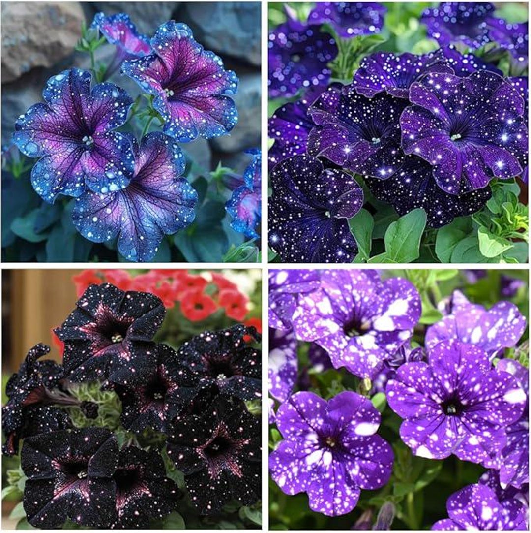 Dark Purple, Light Purples Starry Night Petunia Seeds - Etsy