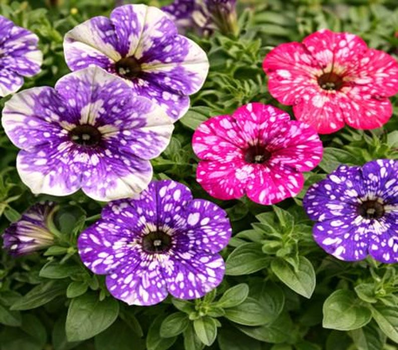 Pink, Purple. Lavender, Red Starry Night Hybrid Petunia Seeds 20 Seeds ...