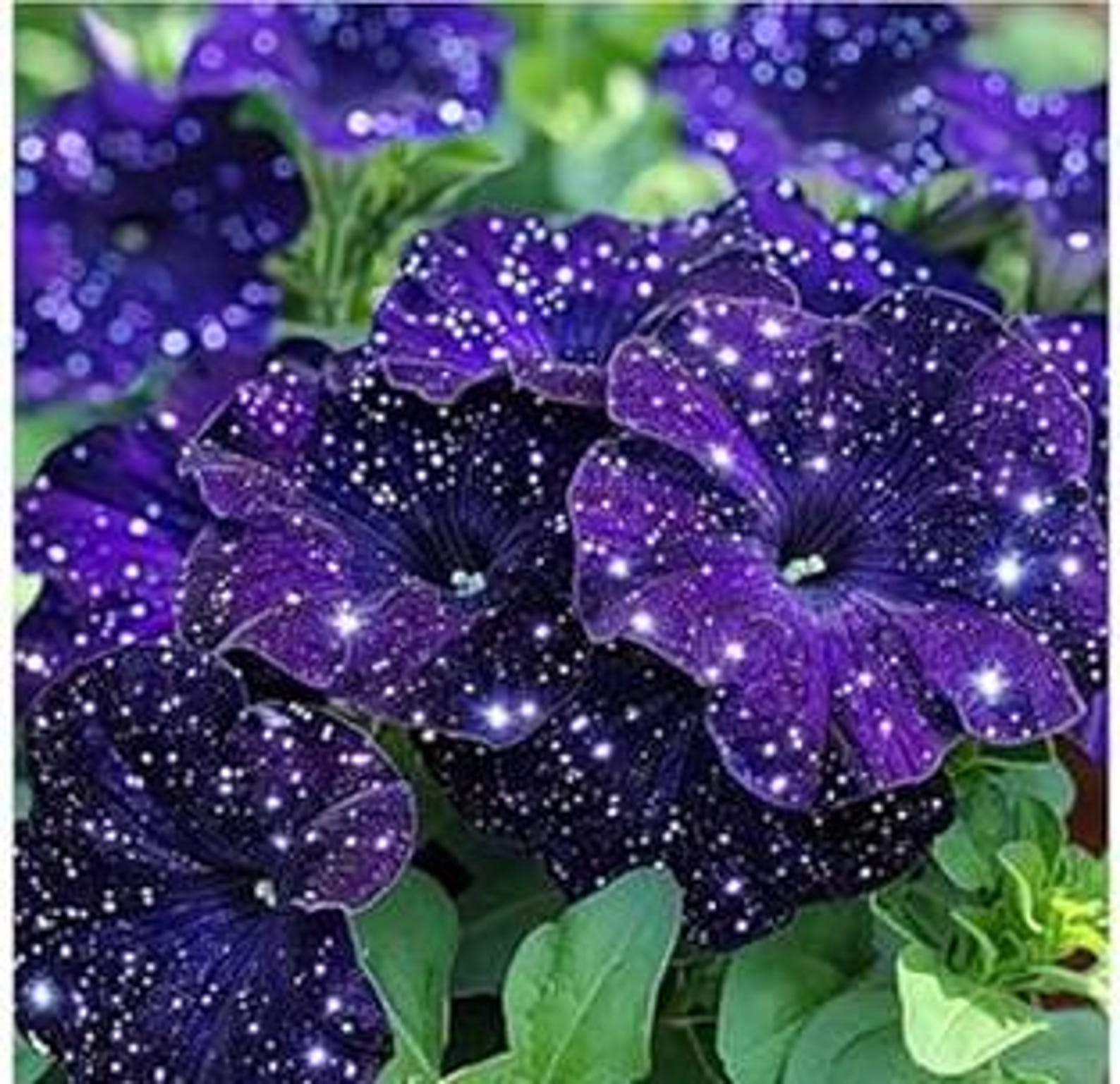 Dark Purple, Light Purples Starry Night Petunia Seeds - Etsy