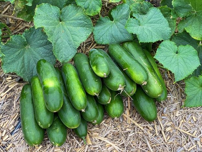 Patio Snacker Cucumber Seeds – Compact Container Variety 10 Seeds - Etsy
