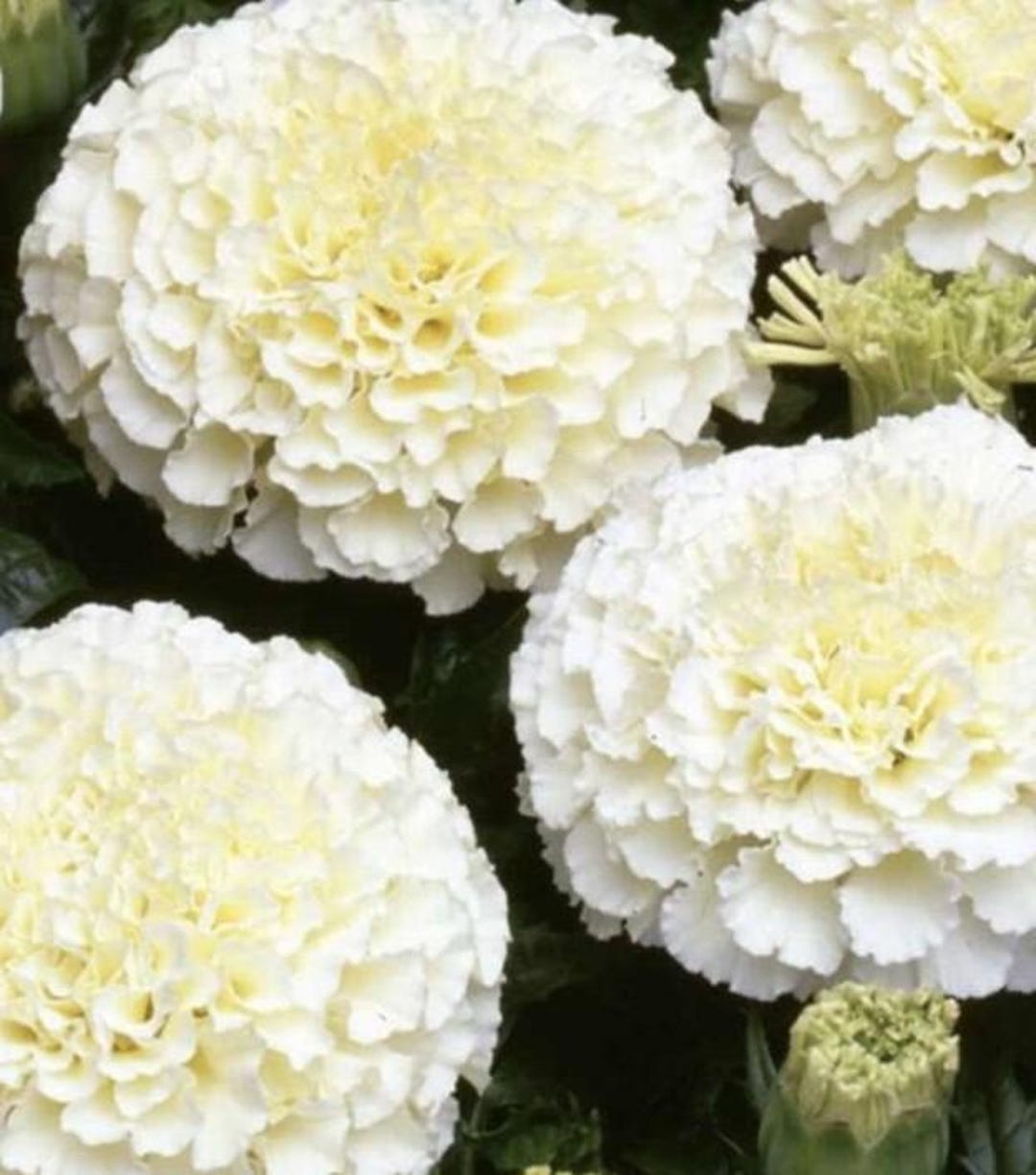 White Marigold, Kilimanjaro Seeds - Etsy