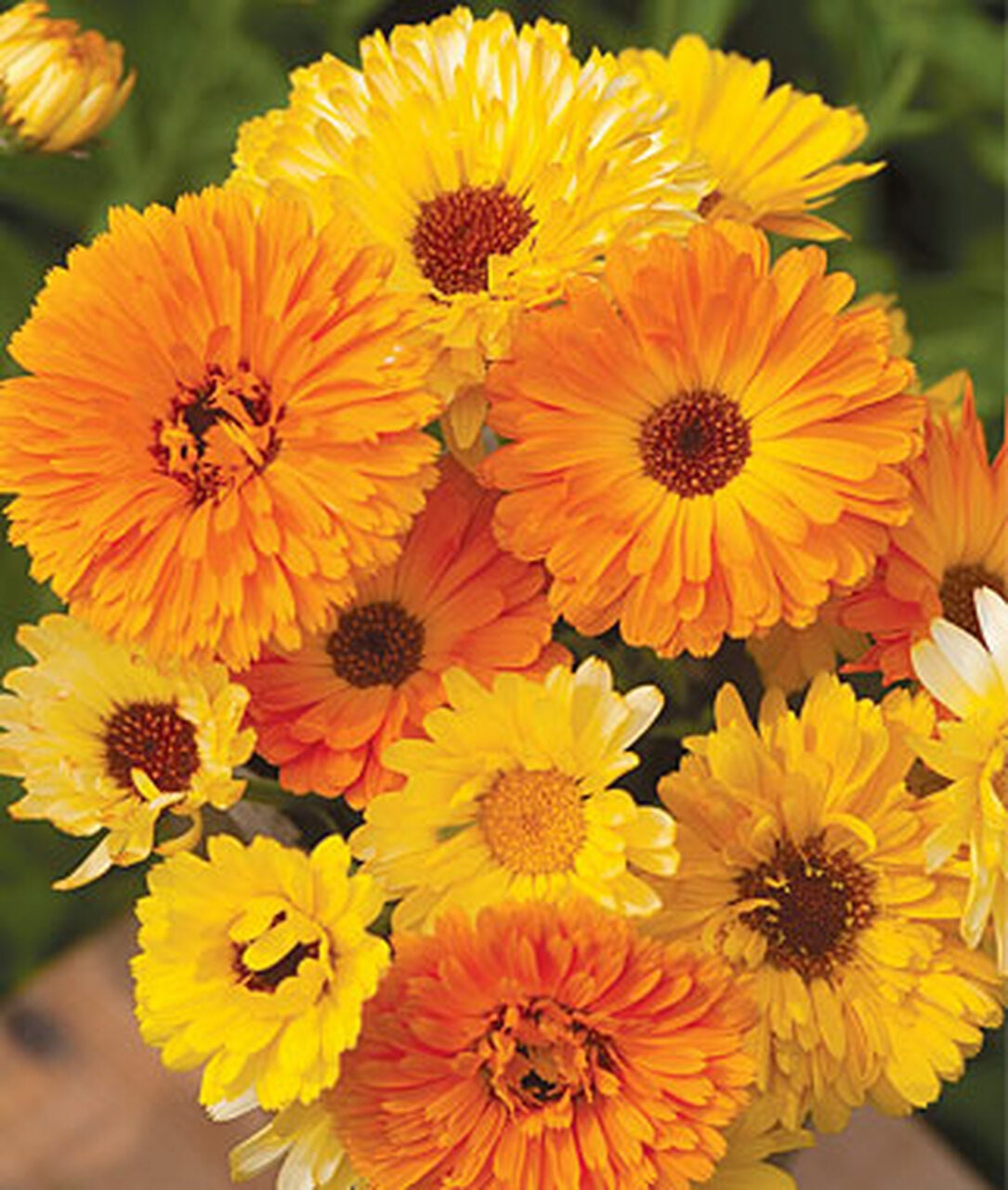 Calendula Pacific Beauty Seeds - Etsy