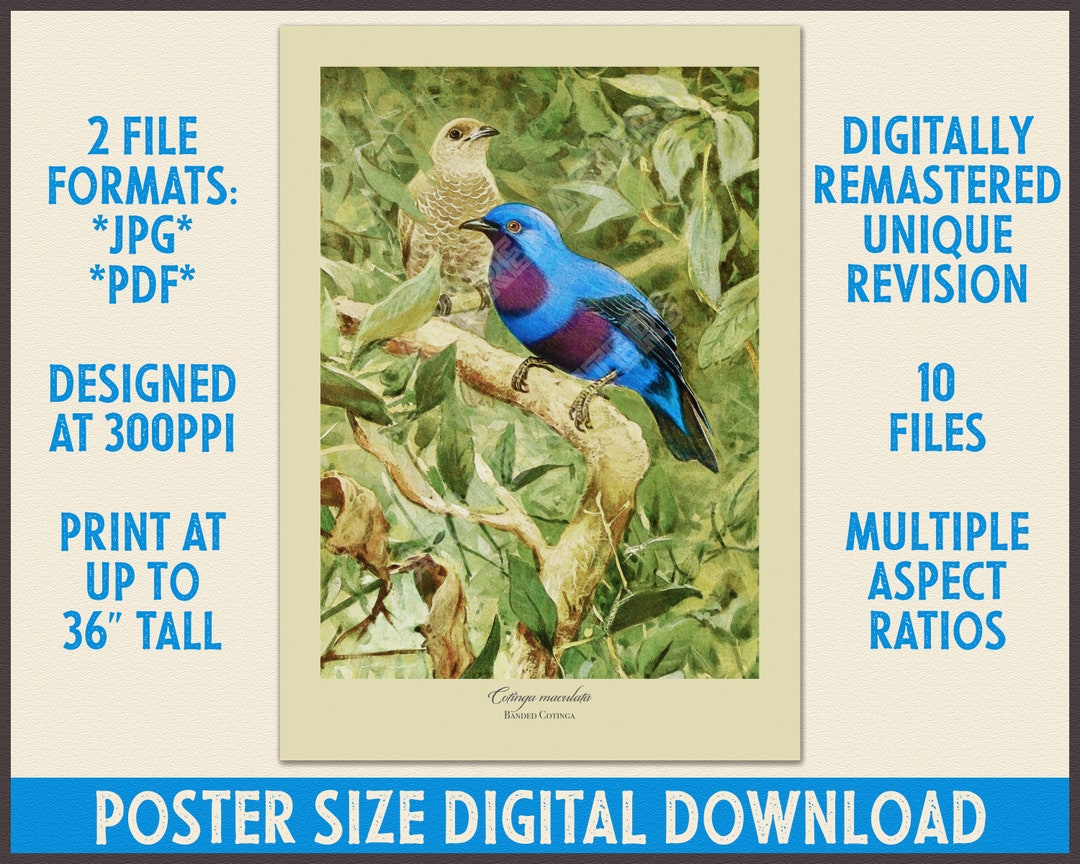 Banded Cotinga Digital Download Remastered Lithograph Artwork Blue Bird ...