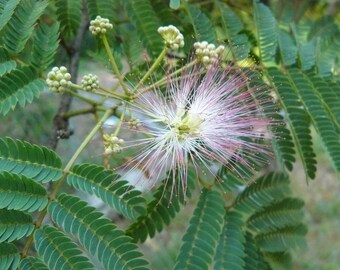 Mimosa Tree Sapling - Etsy