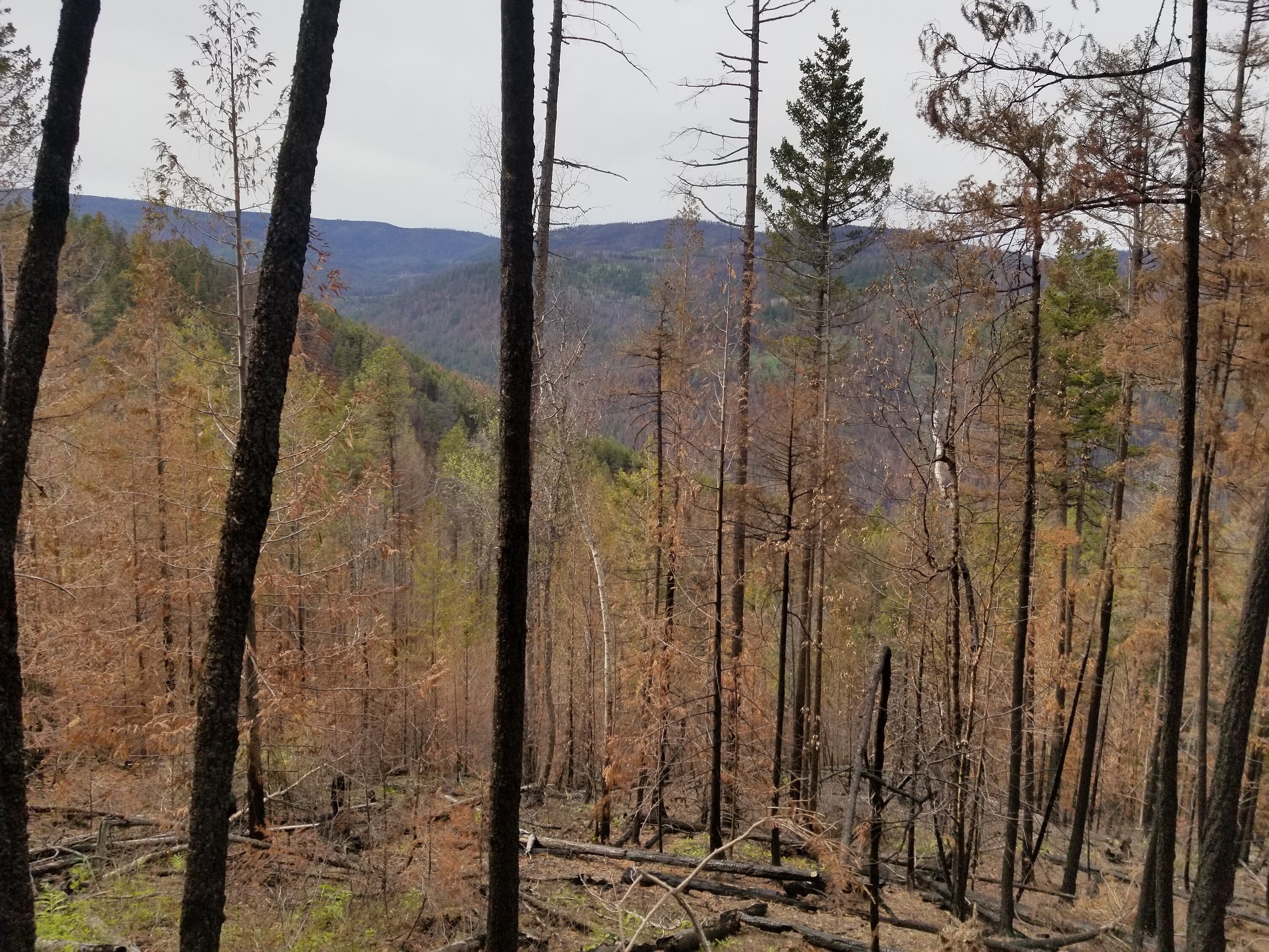 Dried Morel Mushrooms / Wild Fire Morels / Morels De Feux Champignon ...
