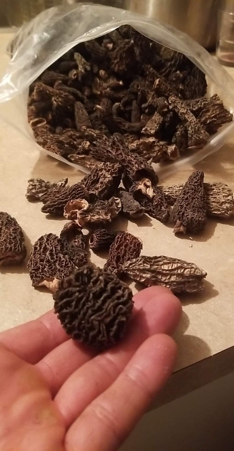 Dried Morel Mushrooms / Wild Fire Morels / Morels De Feux Champignon ...