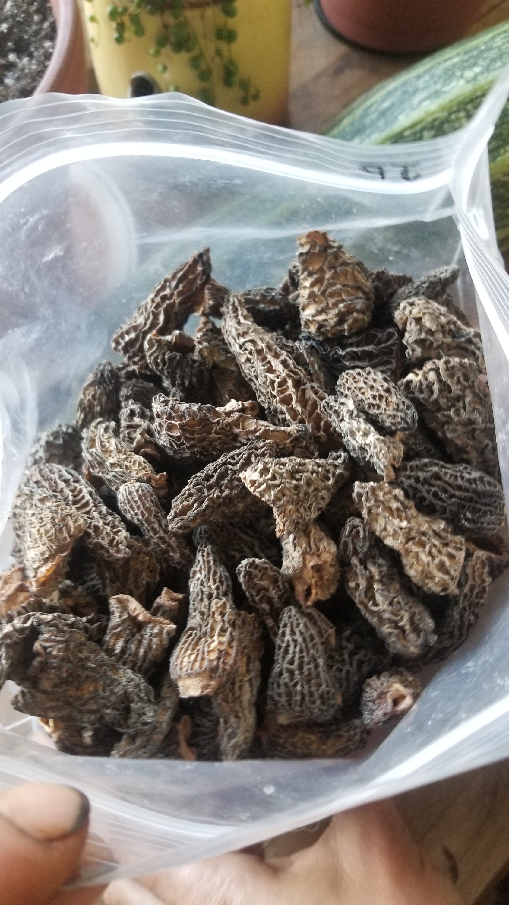Dried Morel Mushrooms / Wild Fire Morels / Morels De Feux Champignon ...