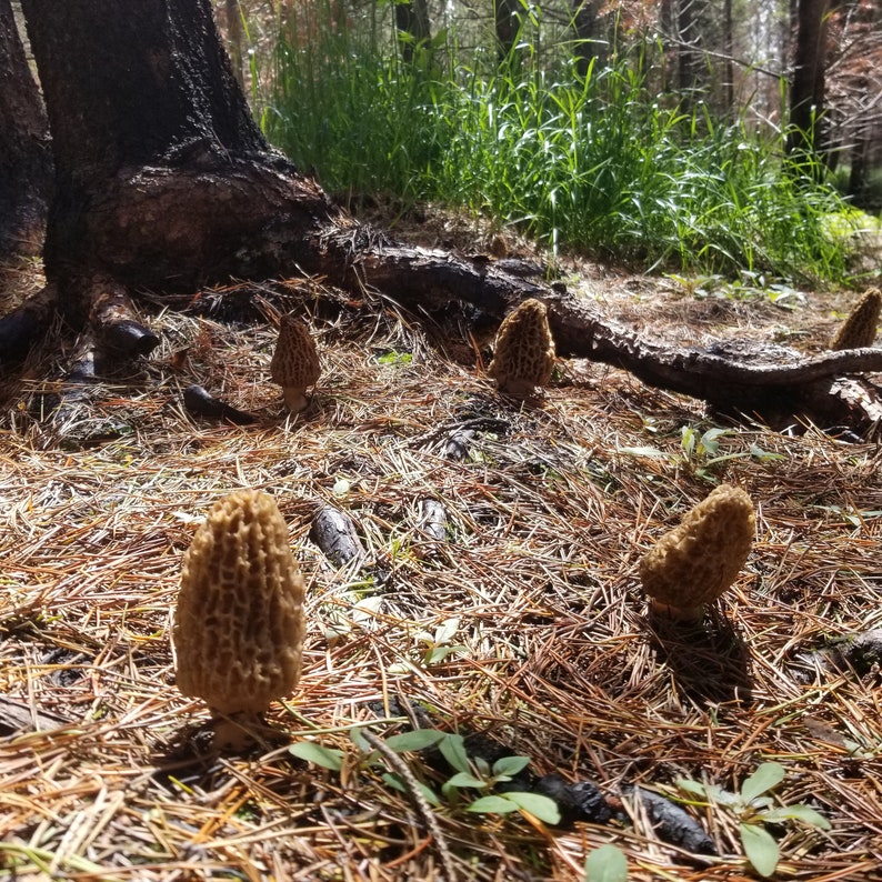 Dried Morel Mushrooms / Wild Fire Morels / Morels De Feux Champignon ...