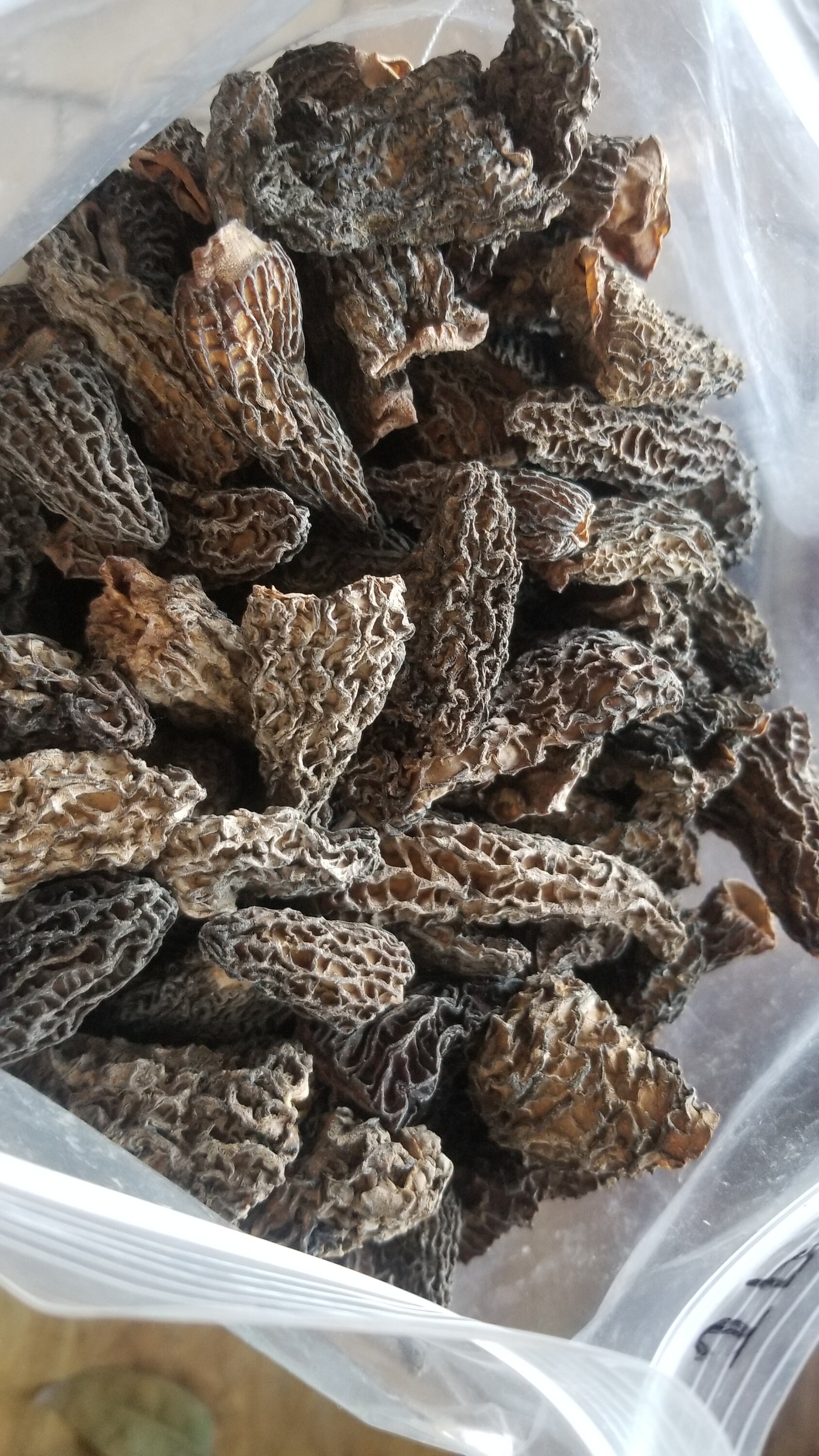 Dried Morel Mushrooms / Wild Fire Morels / Morels De Feux Champignon ...