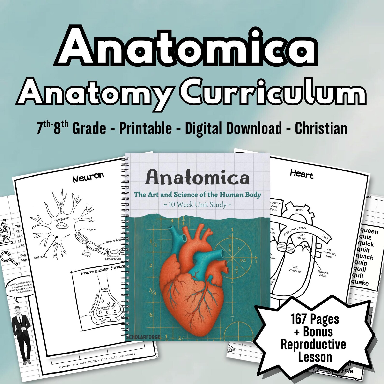 Printable Anatomy Curriculum for Christian Homeschool Middle School ...
