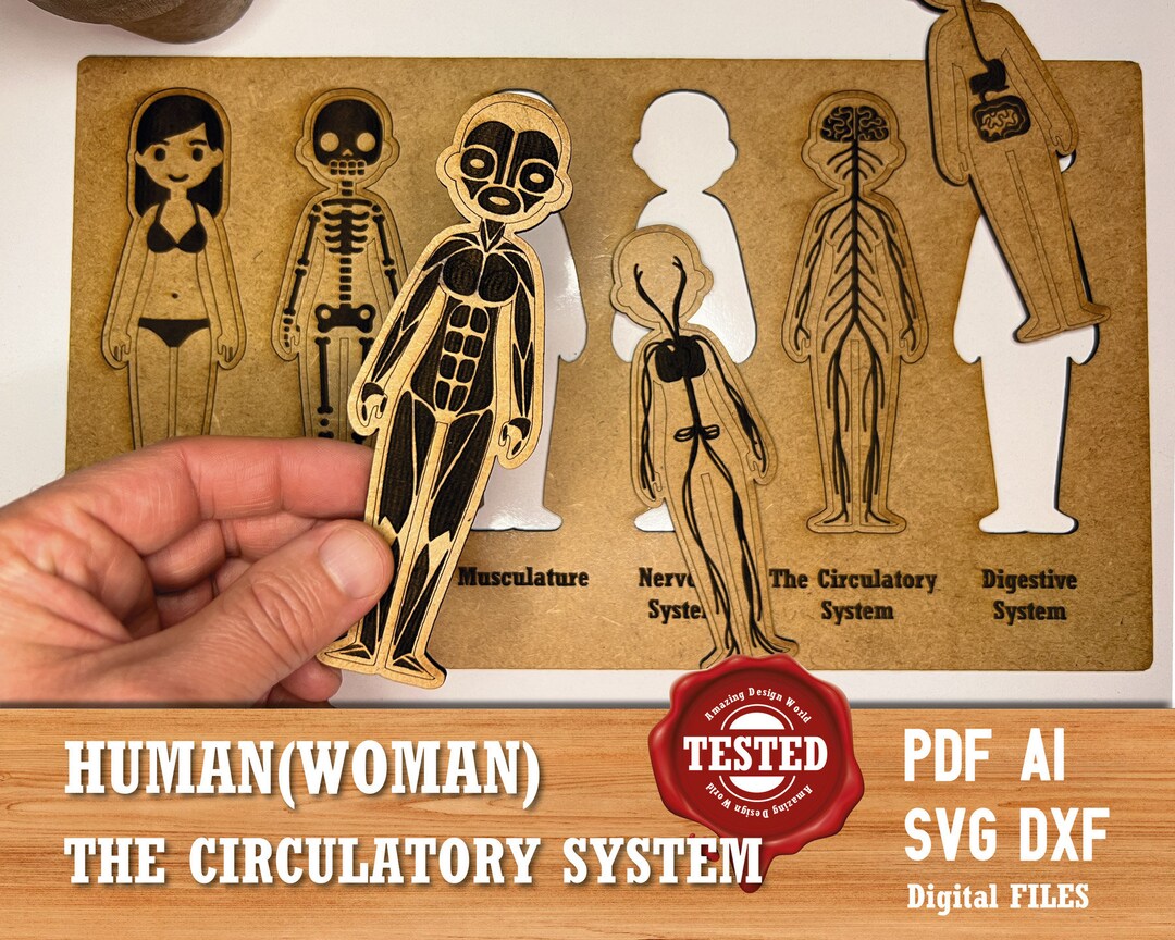 Model Puzzle Kids the Circulatory System Laser Cut Woman Vector Easy ...