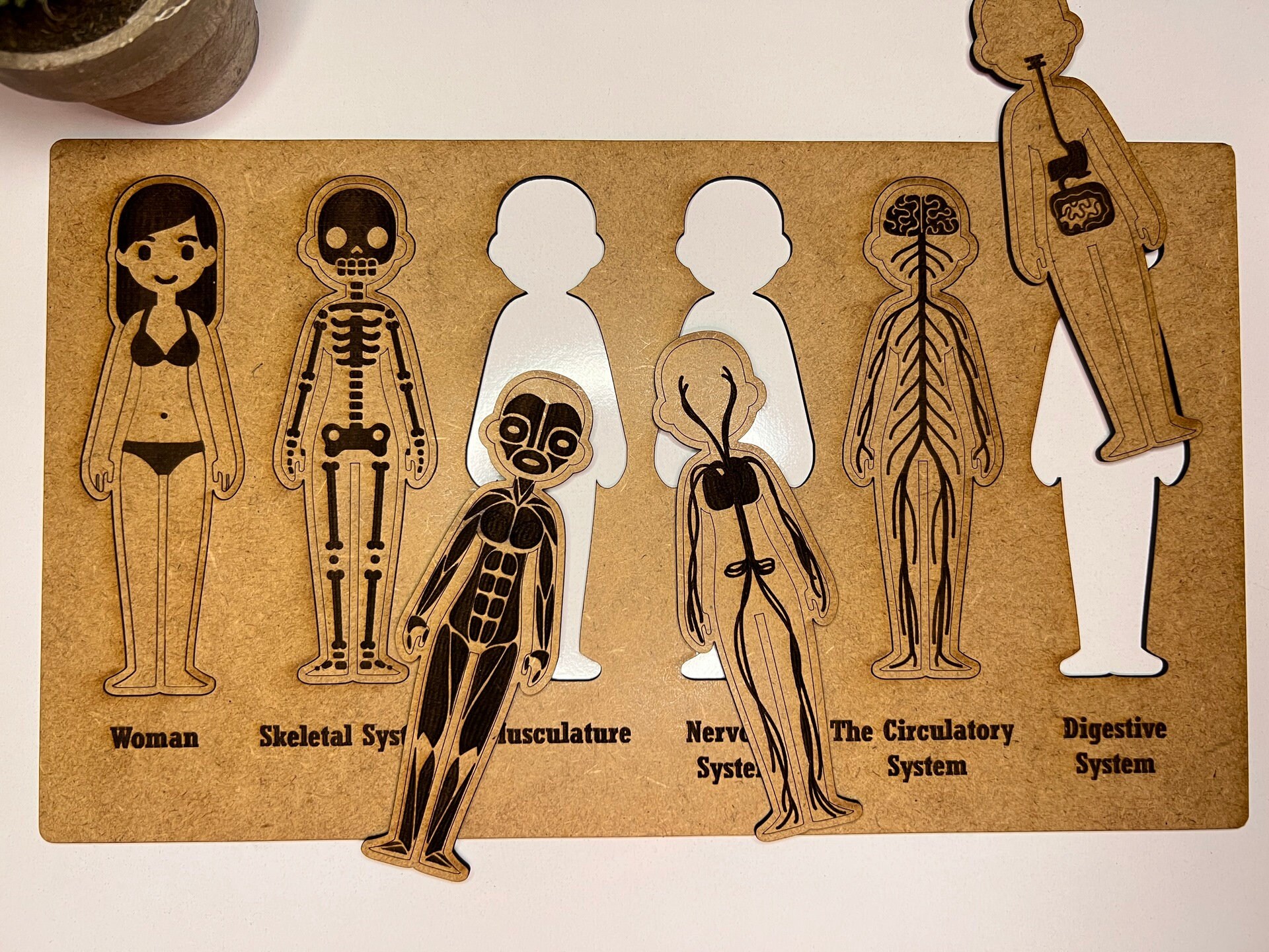 Model Puzzle Kids the Circulatory System Laser Cut Woman Vector Easy ...