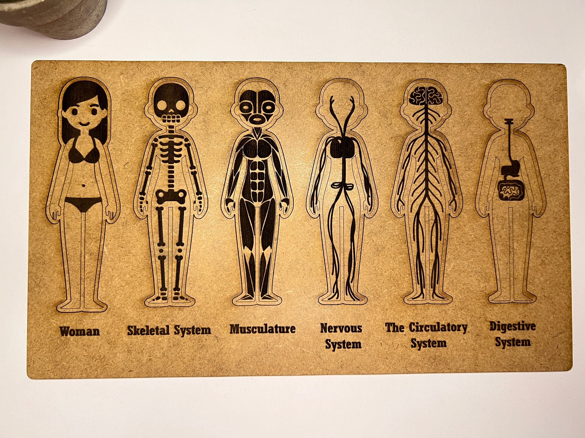 Model Puzzle Kids the Circulatory System Laser Cut Woman Vector Easy ...
