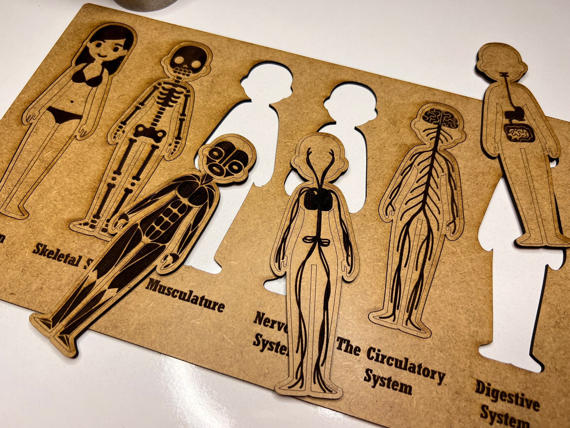 Model Puzzle Kids the Circulatory System Laser Cut Woman Vector Easy ...