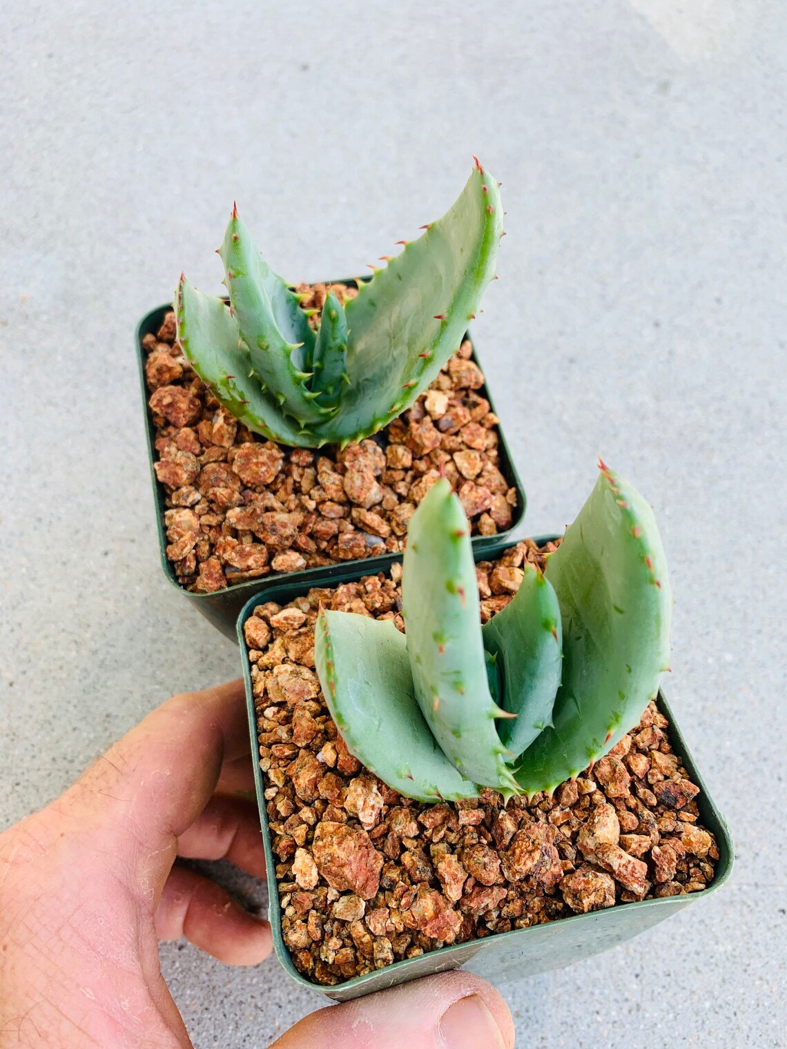Yellow Flower Aloe Ferox / Rare / 4 Pot - Etsy
