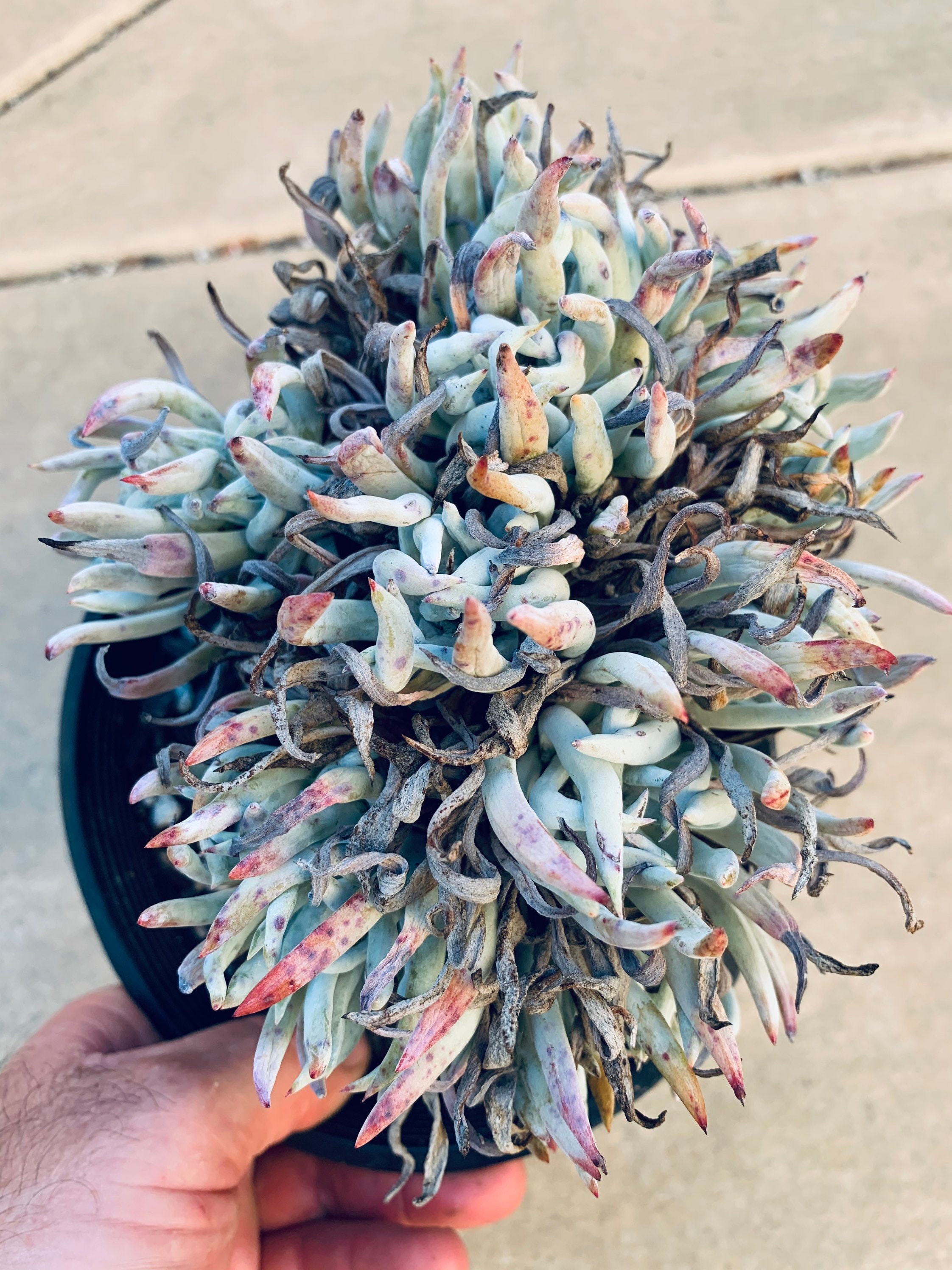 Dudleya Hassei Cluster / 1 Gallon - Etsy