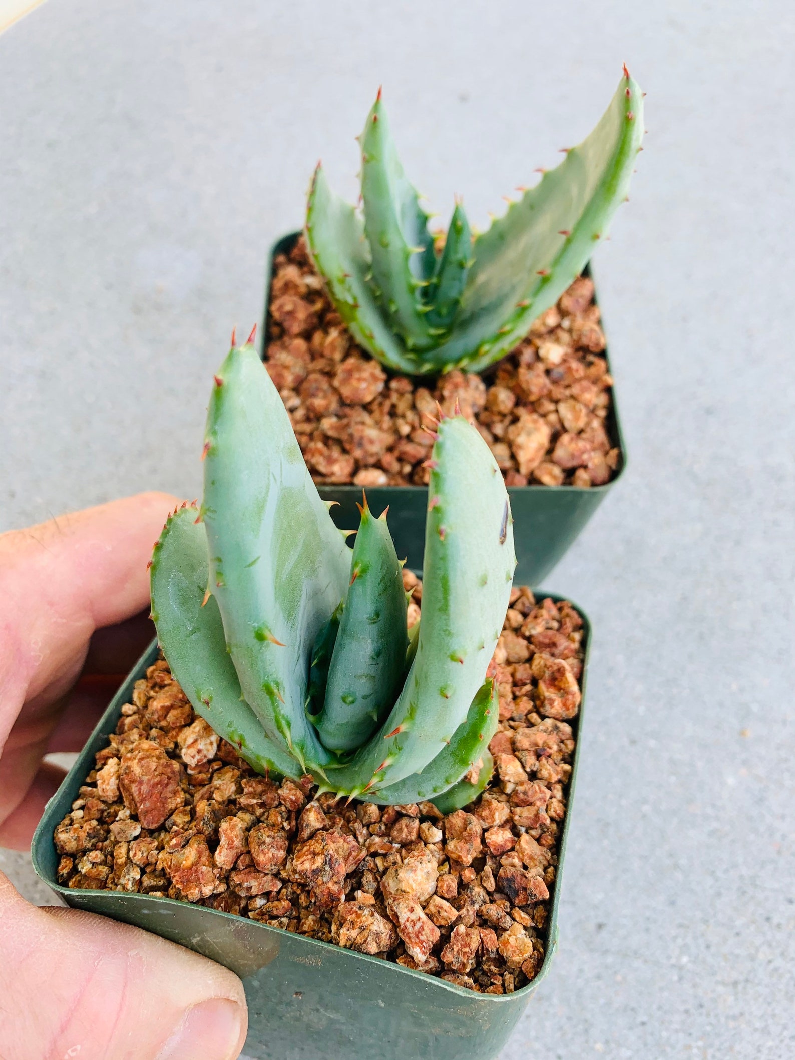 Yellow Flower Aloe Ferox / Rare / 4 Pot - Etsy