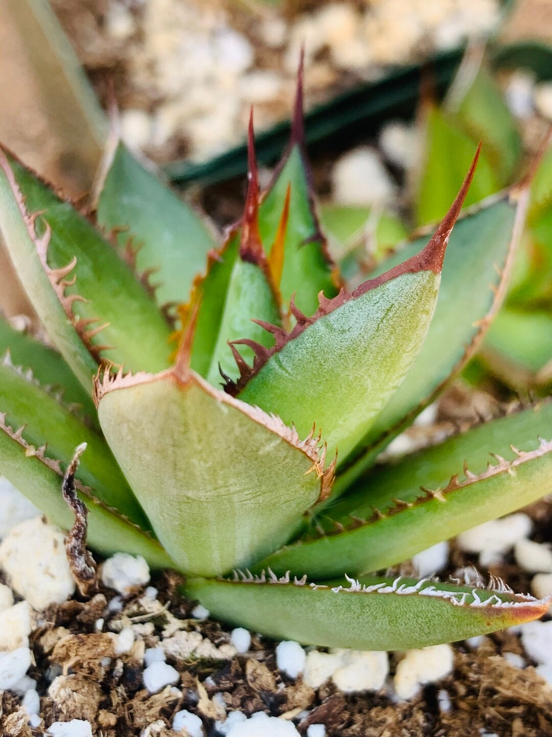 Agave horrida 4 pot/ super nice clone - Etsy Österreich