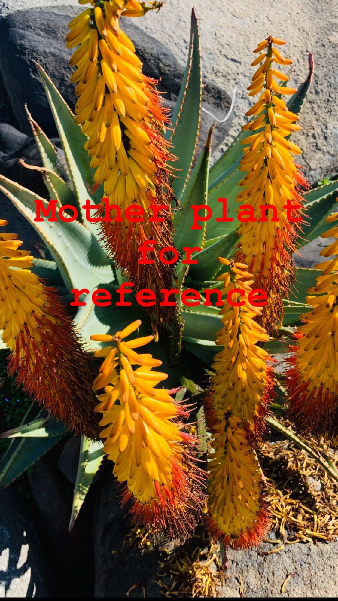 Yellow Flower Aloe Ferox / Rare / 4 Pot - Etsy