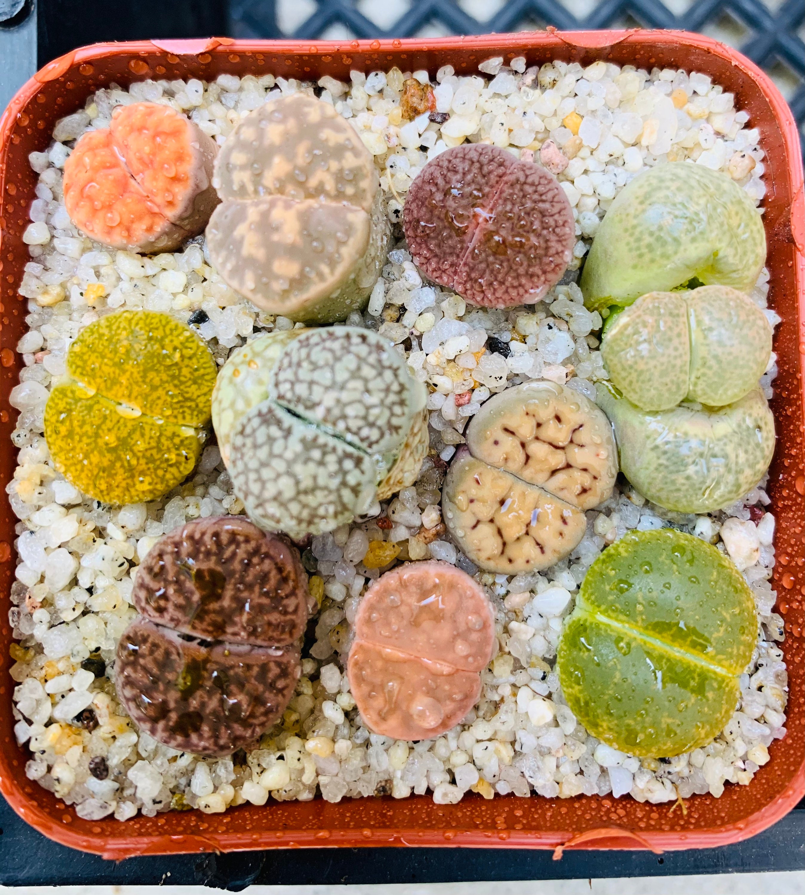 Lithops / Set of 10 / Living Stones | Etsy