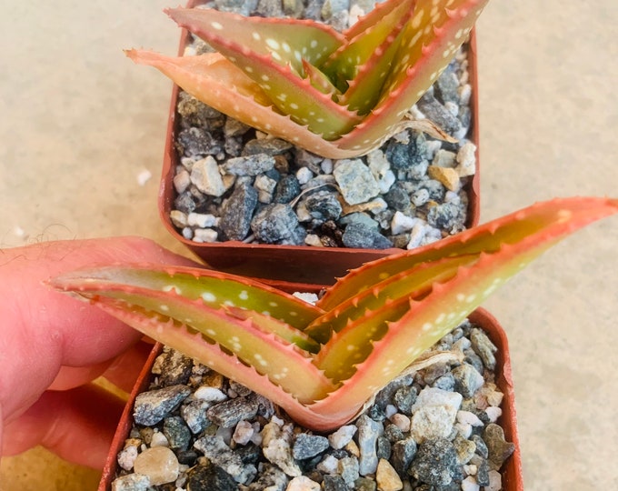 Aloe Rupestris. Beautiful Tree Aloe. Multi-trunking Form. Gorgeous ...