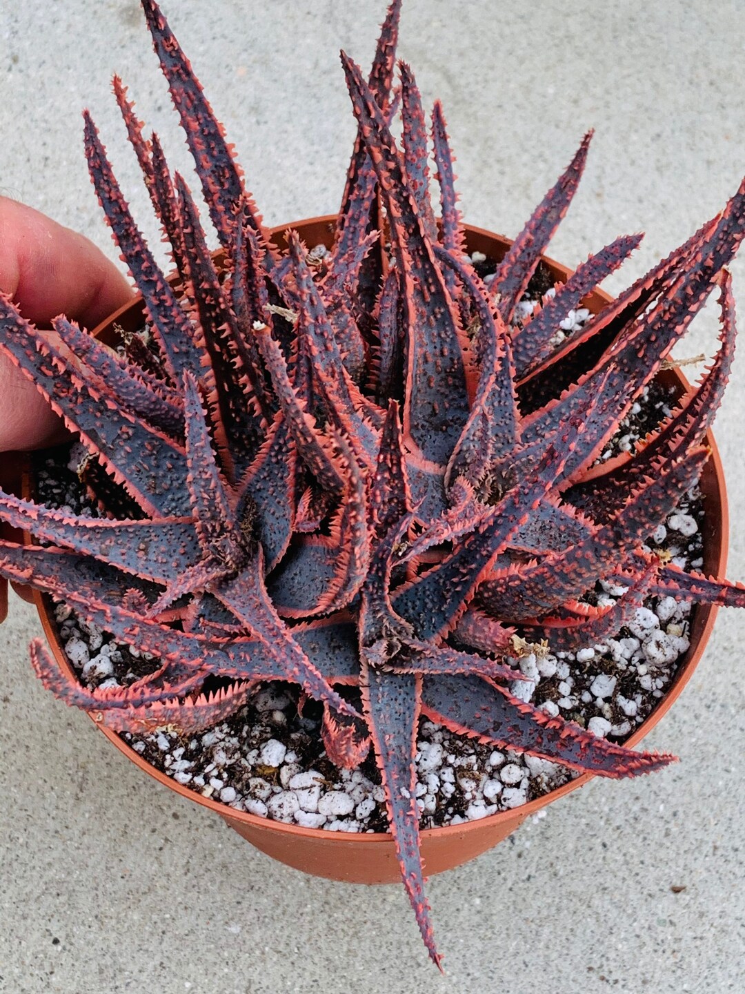 Aloe Purple Haze Cluster | 6” Inch | Aloe Hybrid | Huge!!!! - Etsy