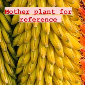 Yellow Flower Aloe Ferox / Rare!!! / 4” Pot - Etsy