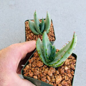 Yellow Flower Aloe Ferox / Rare!!! / 4” Pot - Etsy