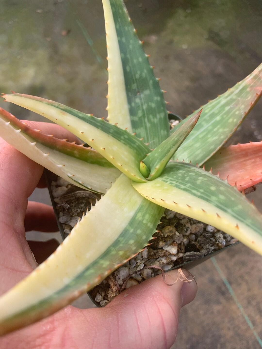 Variegated Aloe Maculata / Zebra Aloe 4 Pot - Etsy
