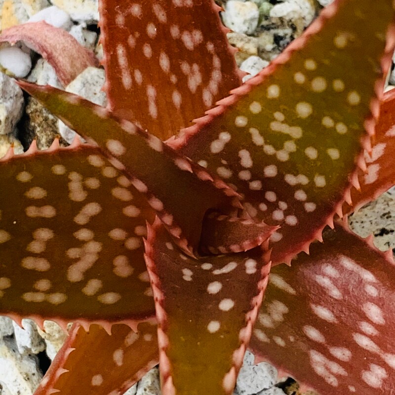 Fairviewplants - Etsy