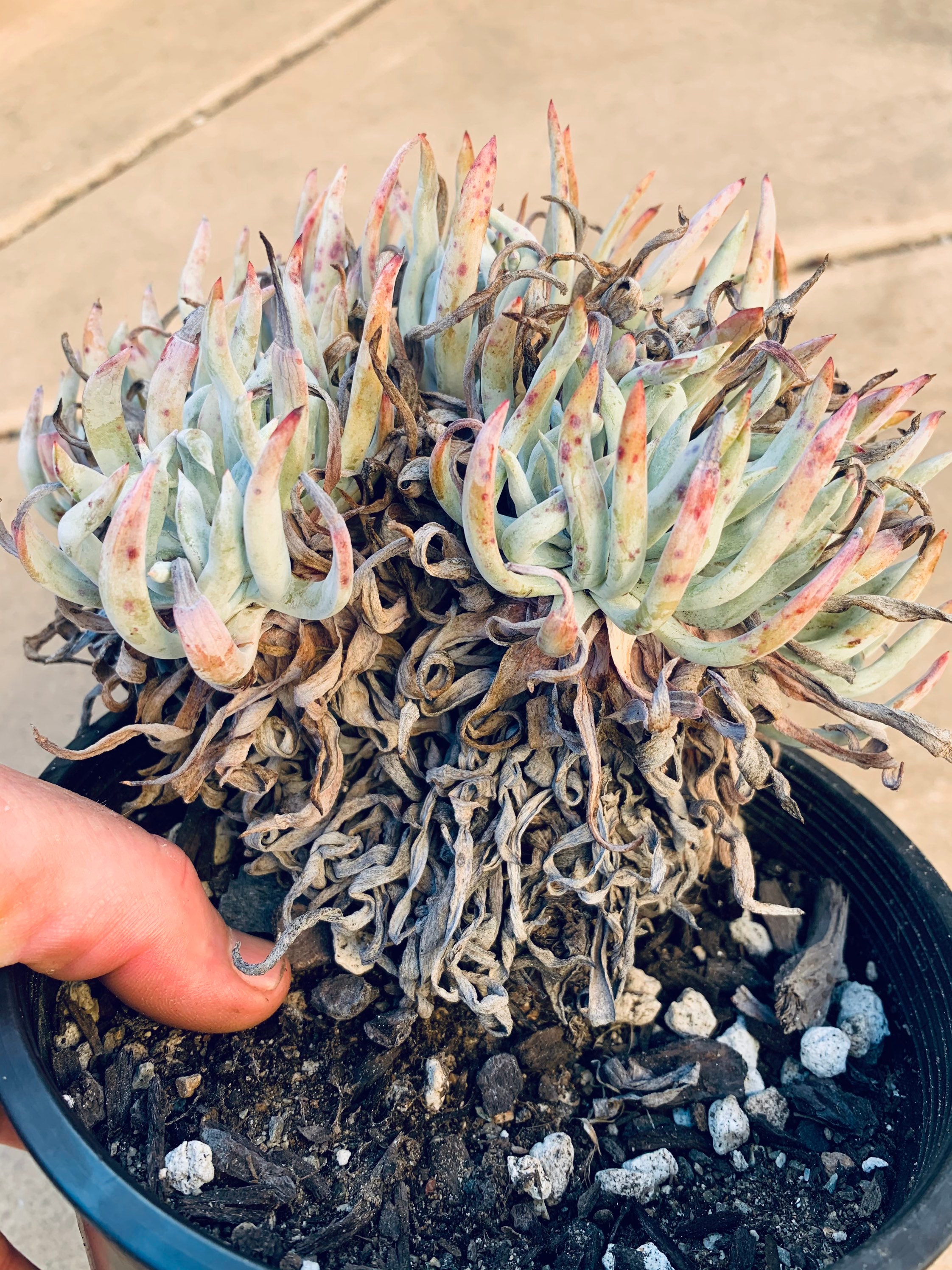 Dudleya Hassei Cluster / 1 Gallon - Etsy