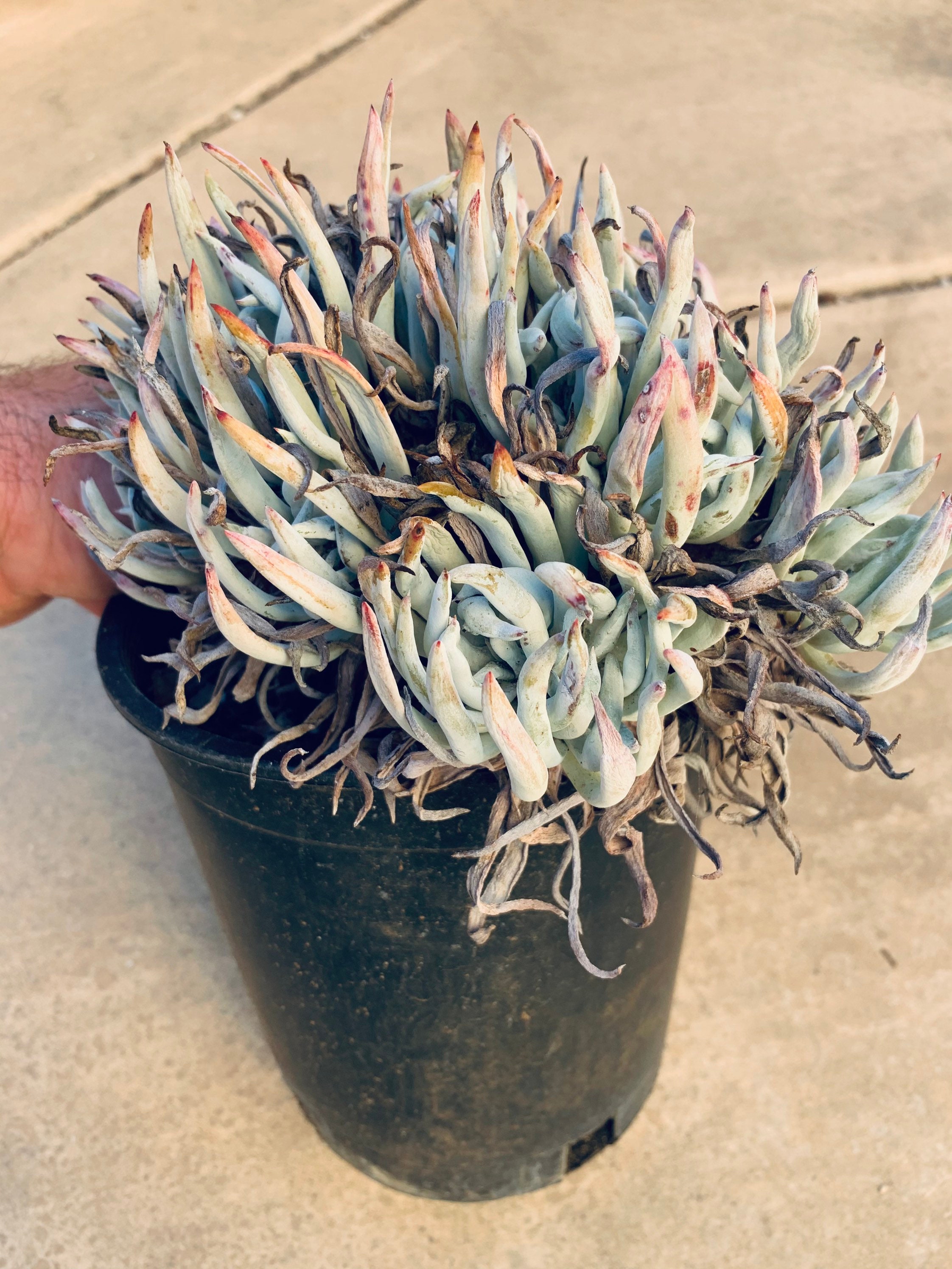 Dudleya Hassei Cluster / 1 Gallon - Etsy