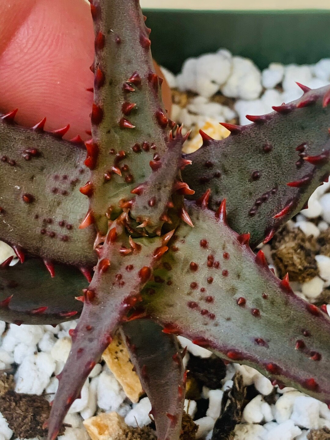 Aloe ‘wildfire’ / Rare - Etsy