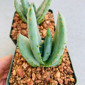 Yellow Flower Aloe Ferox / Rare!!! / 4” Pot - Etsy