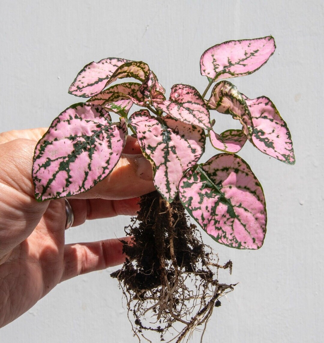 Hypoestes polka Dot Pink Houseplant - Etsy UK