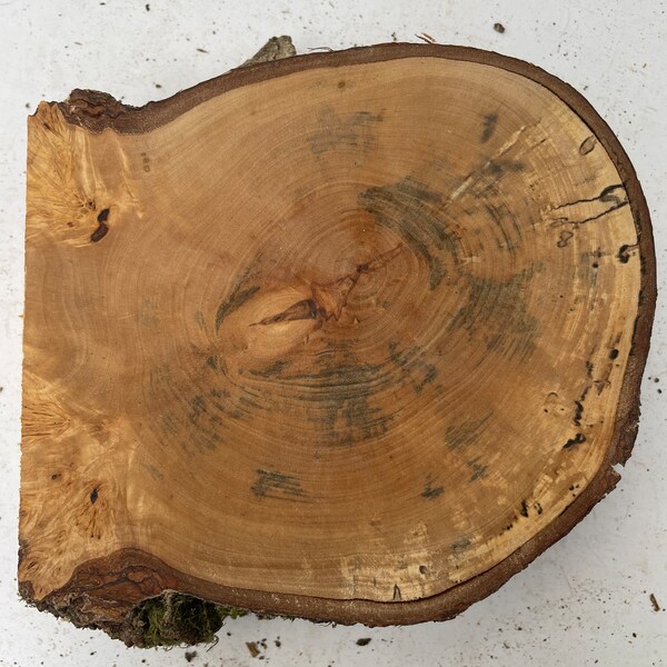 Birch Wood Slab - Etsy Canada