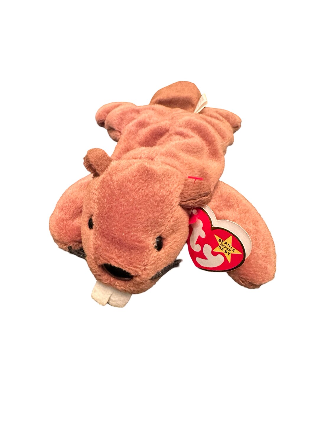 Bucky the Beaver TY Beanie Baby - Etsy
