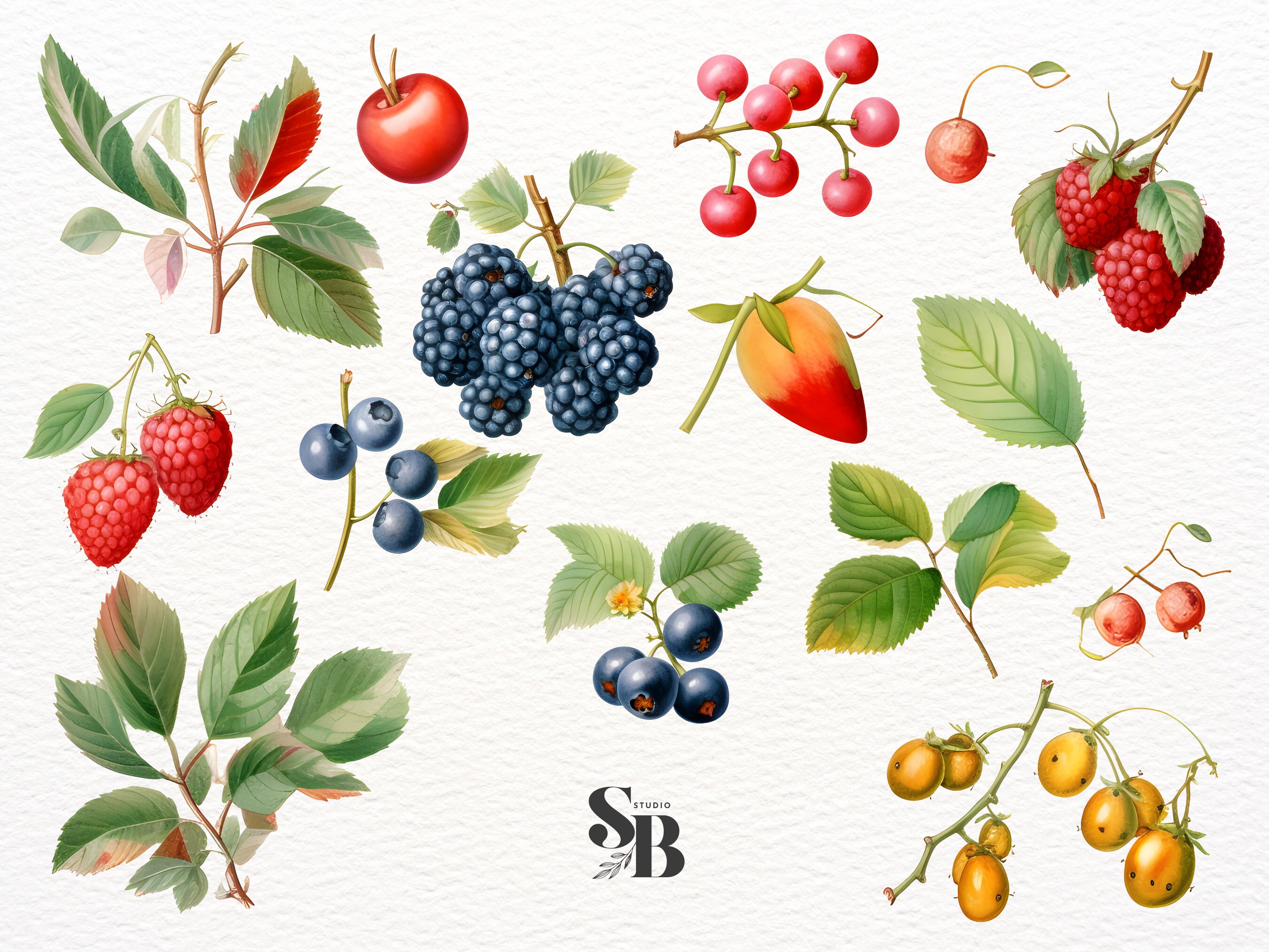 Premium Vintage Botanical Fruits and Berries Illustration Clipart ...