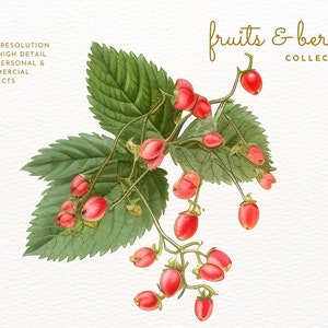 Premium Vintage Botanical Fruits and Berries Illustration Clipart ...