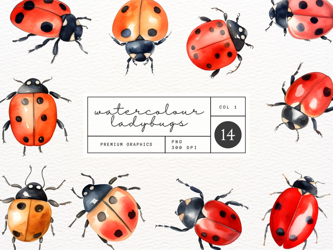 Watercolour Ladybugs Graphics Set - 14 Premium Illustrated Clip Art ...