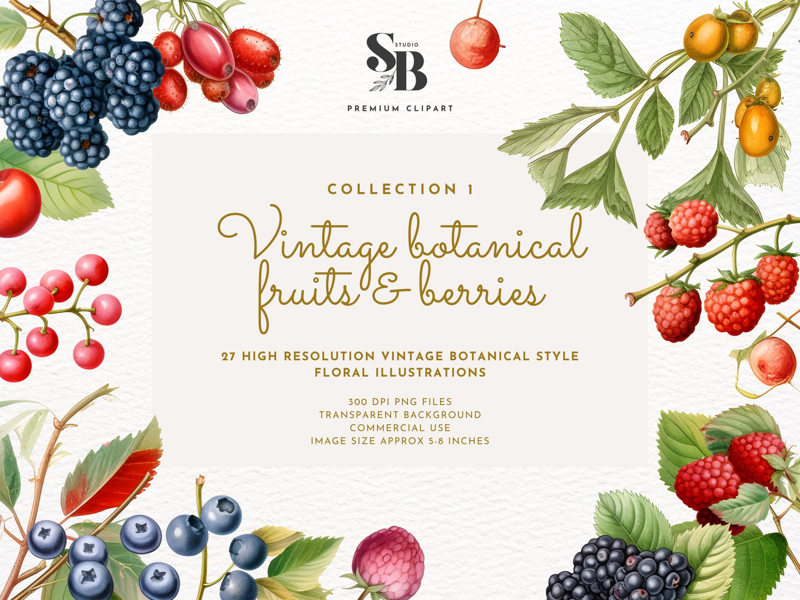 Premium Vintage Botanical Fruits and Berries Illustration Clipart ...