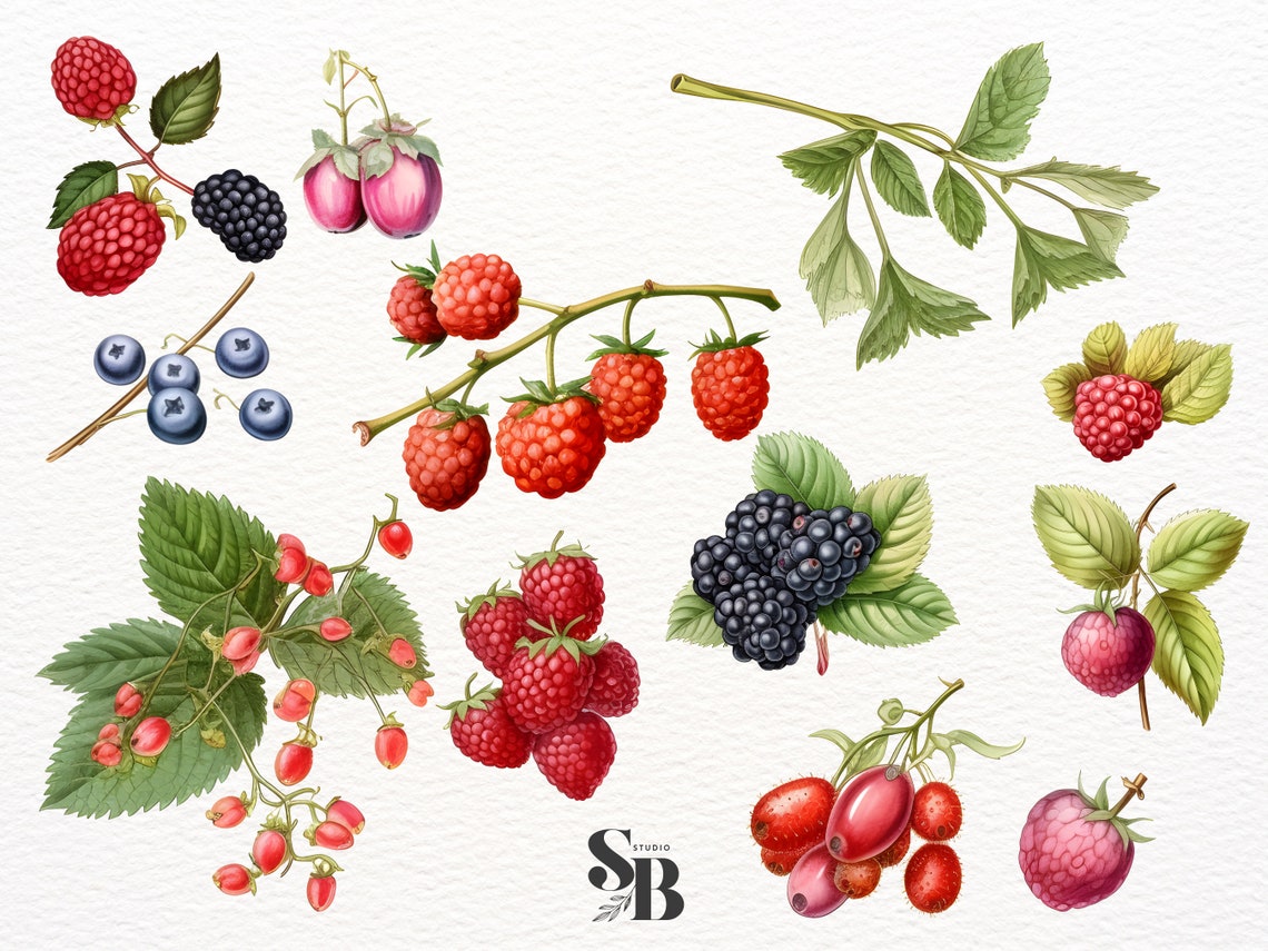 Premium Vintage Botanical Fruits and Berries Illustration Clipart ...