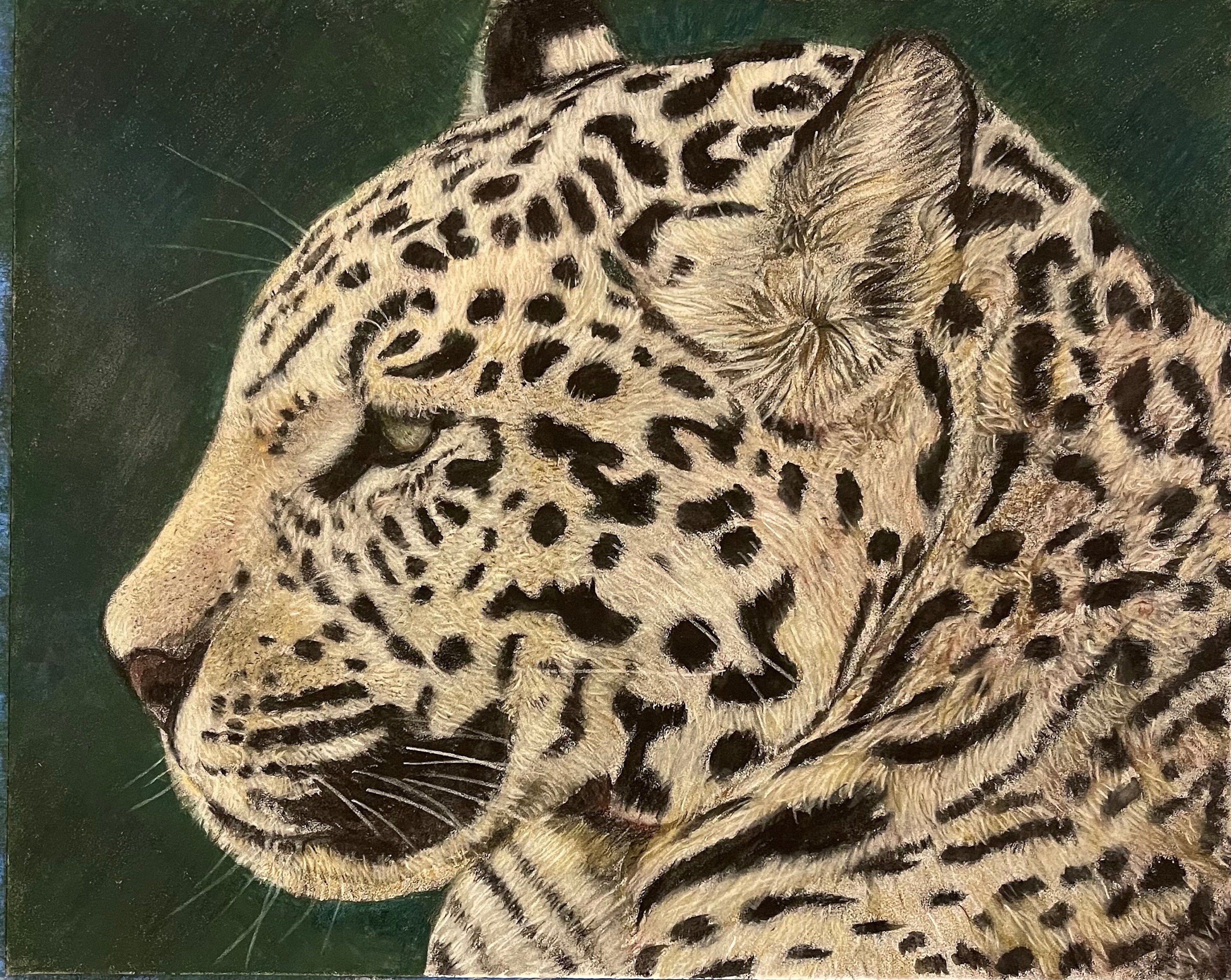 Jaguar Cat Drawing