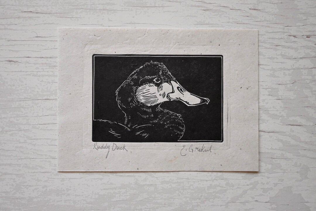 Ruddy Duck - Linocut Print - North American Waterfowl - Etsy